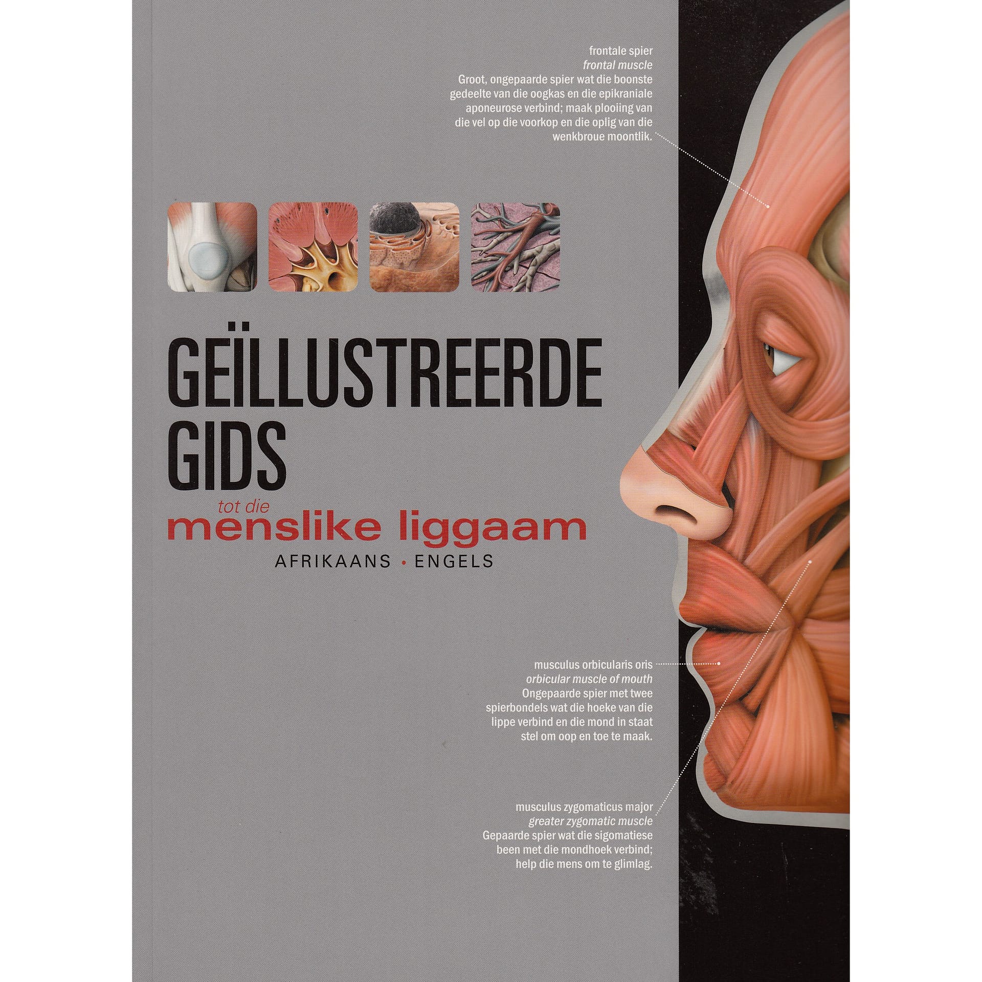 Geïllustreerde gids tot die menslike liggaam - KoueKoffieBoeke